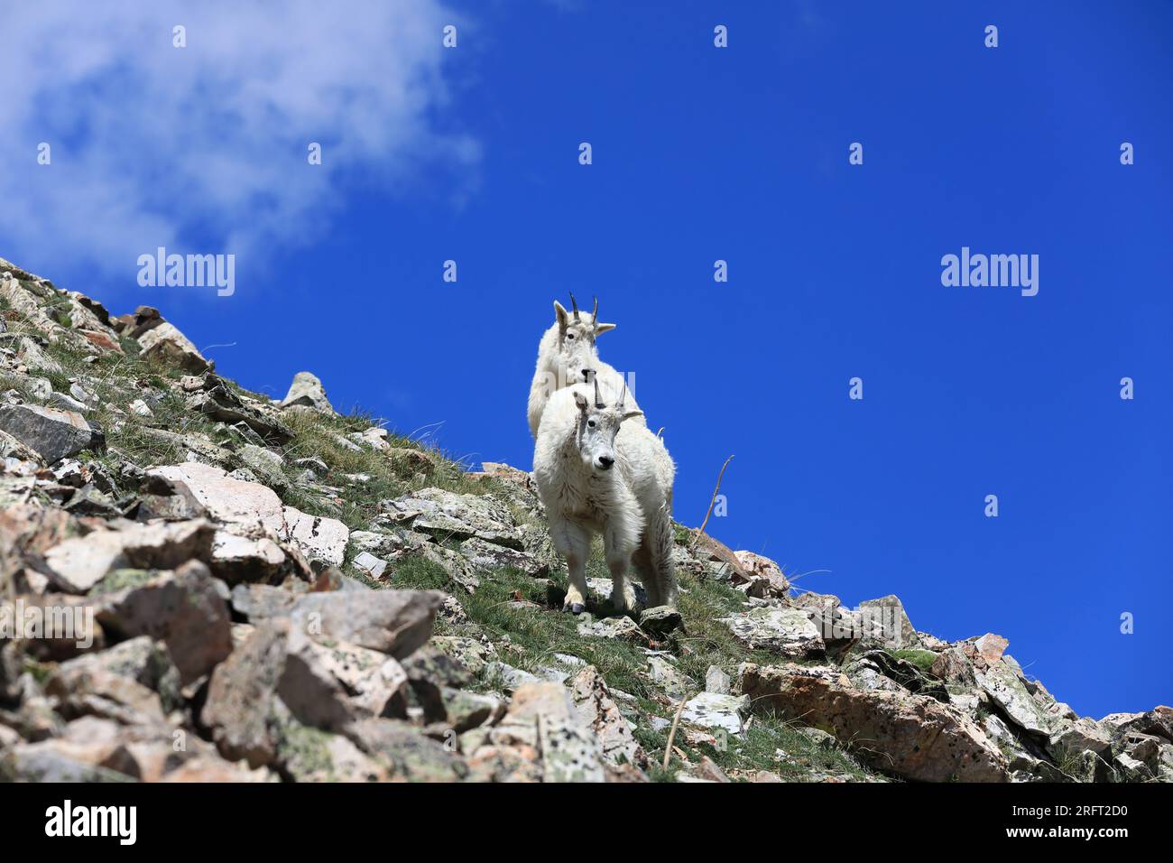 Mountain goat pair Stock Photo - Alamy