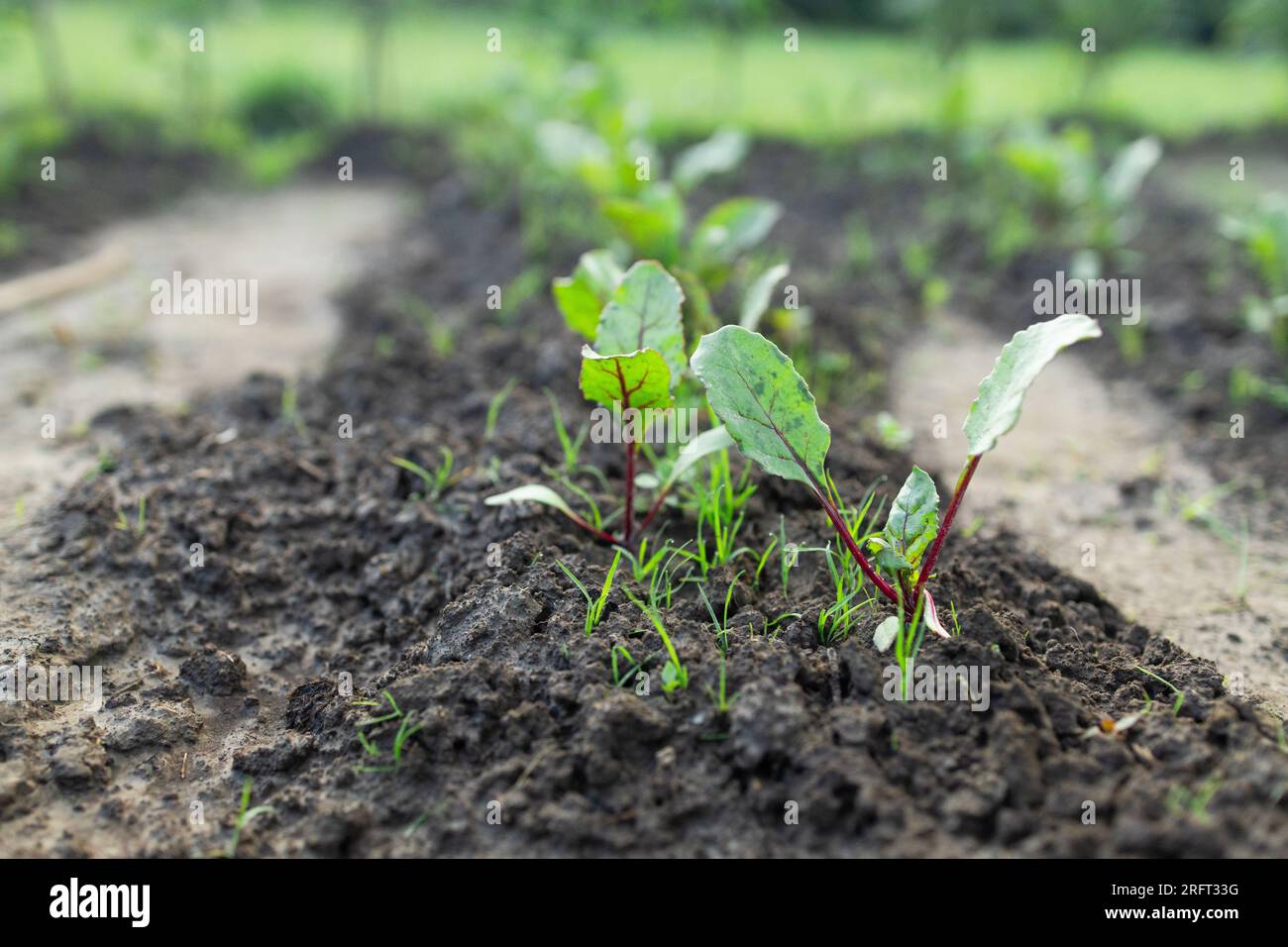 Young green beetroot plans on a path in the vegetable garden Stock ...