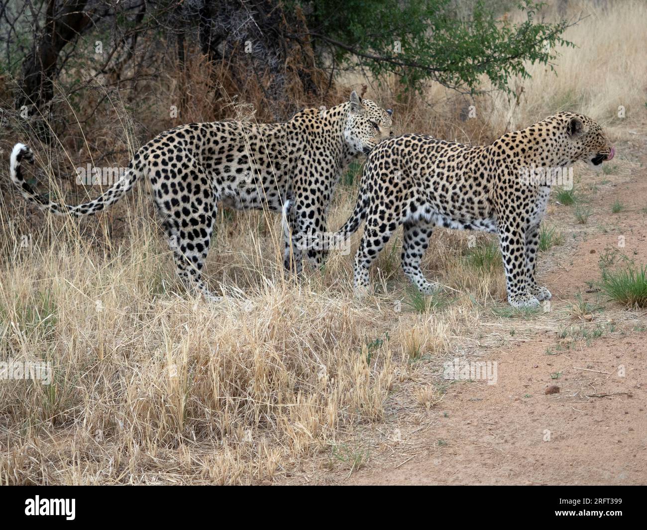 Leopard couple hi-res stock photography and images - Alamy