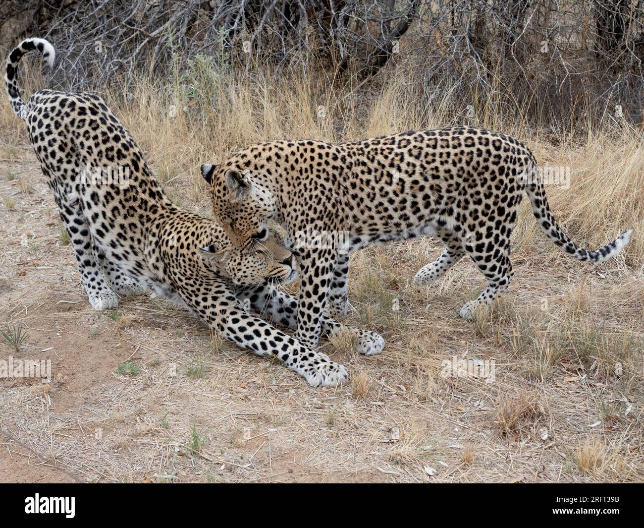Leopard couple hi-res stock photography and images - Alamy