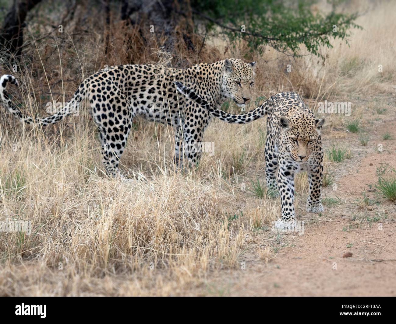 Leopard couple hi-res stock photography and images - Alamy