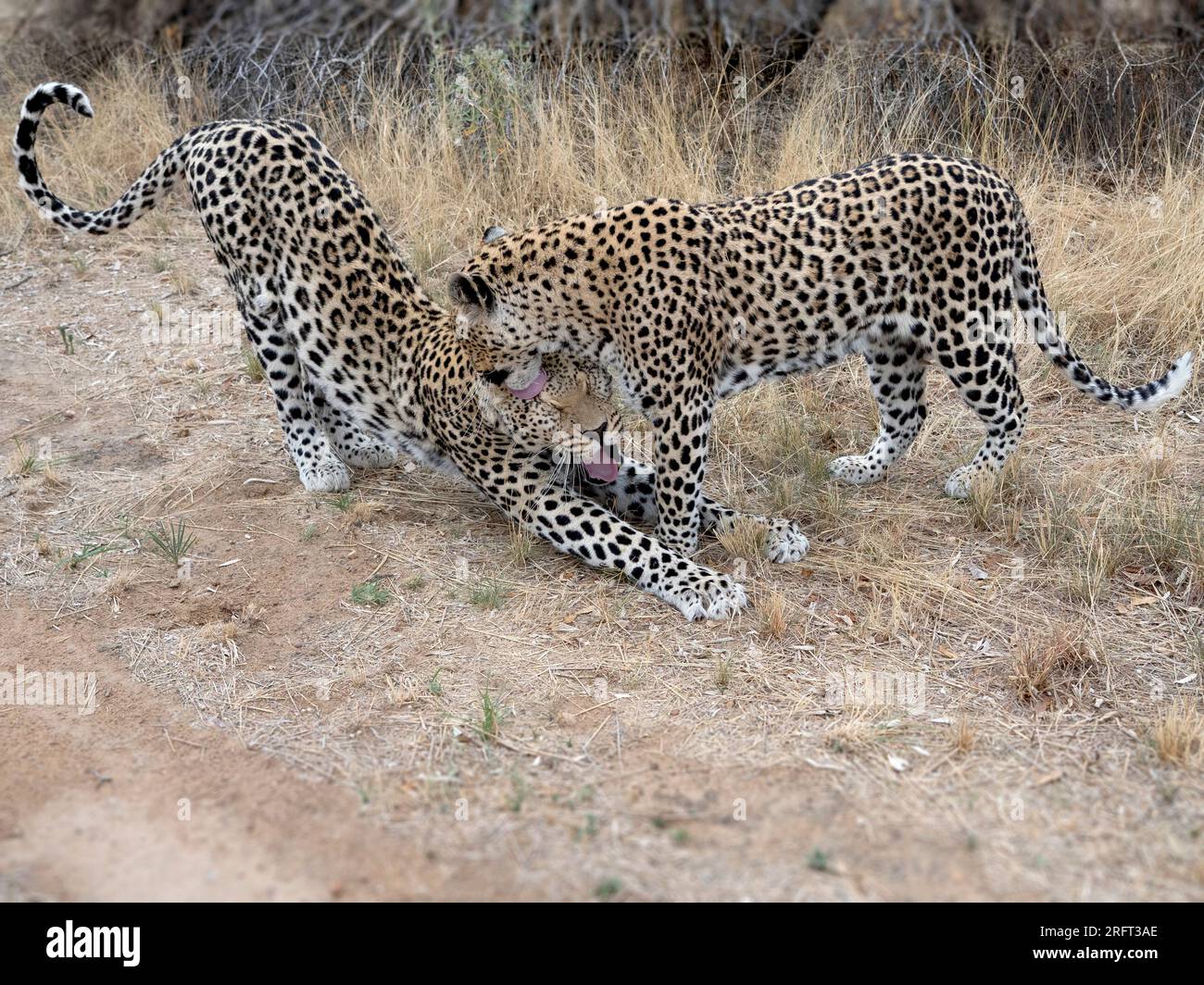 Leopard couple hi-res stock photography and images - Alamy