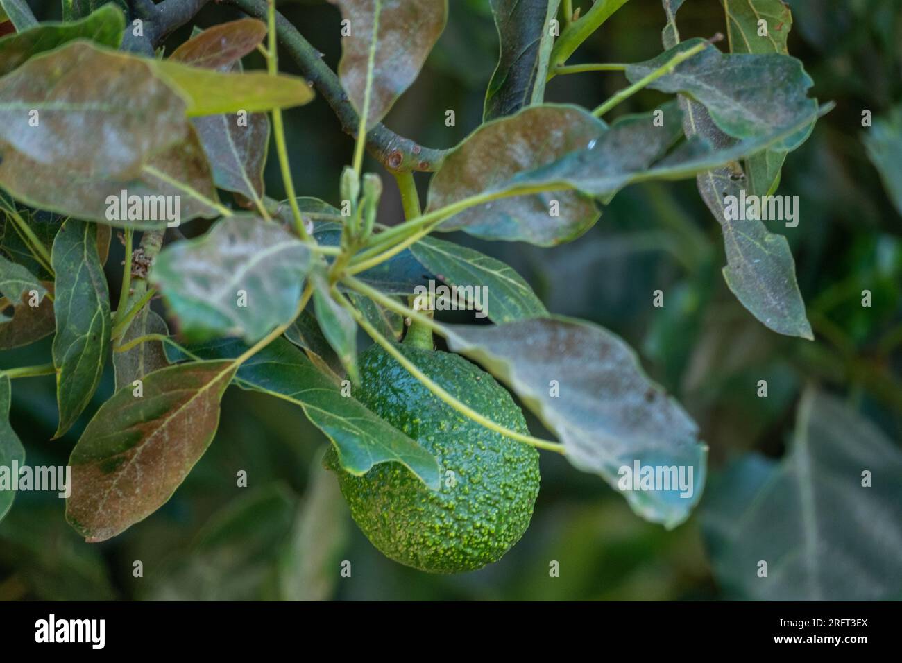 A Hass avocado growing at a commercial orchard in Tingambato, Michoacan ...