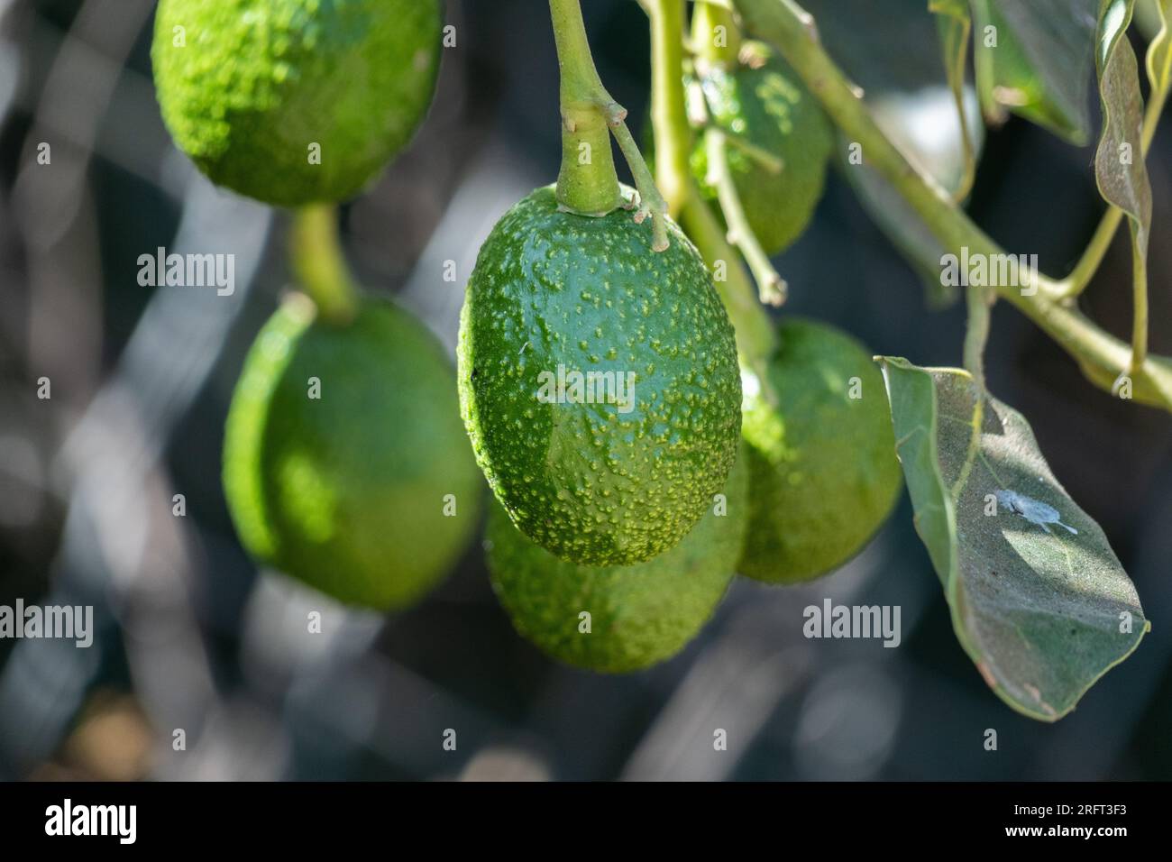 A Hass avocado growing at a commercial orchard in Tingambato, Michoacan ...