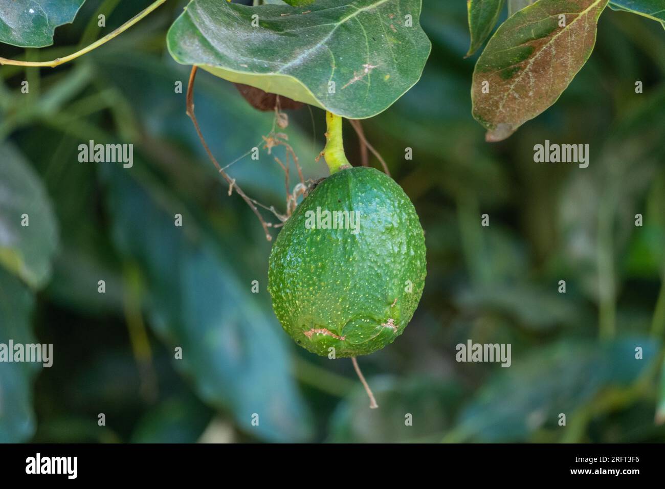 A Hass avocado growing at a commercial orchard in Tingambato, Michoacan ...
