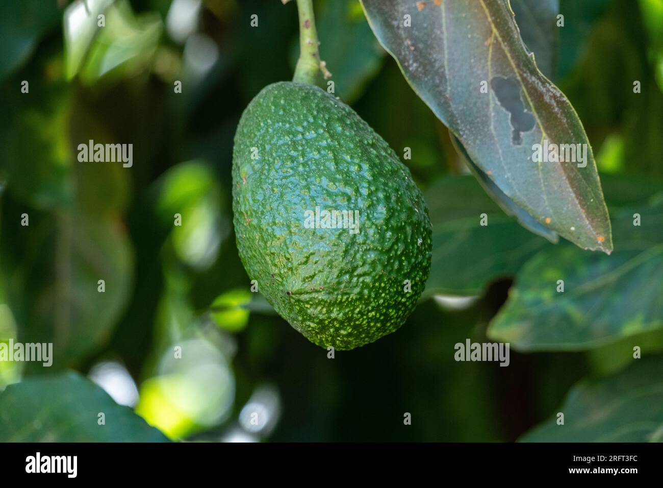 A Hass avocado growing at a commercial orchard in Tingambato, Michoacan ...