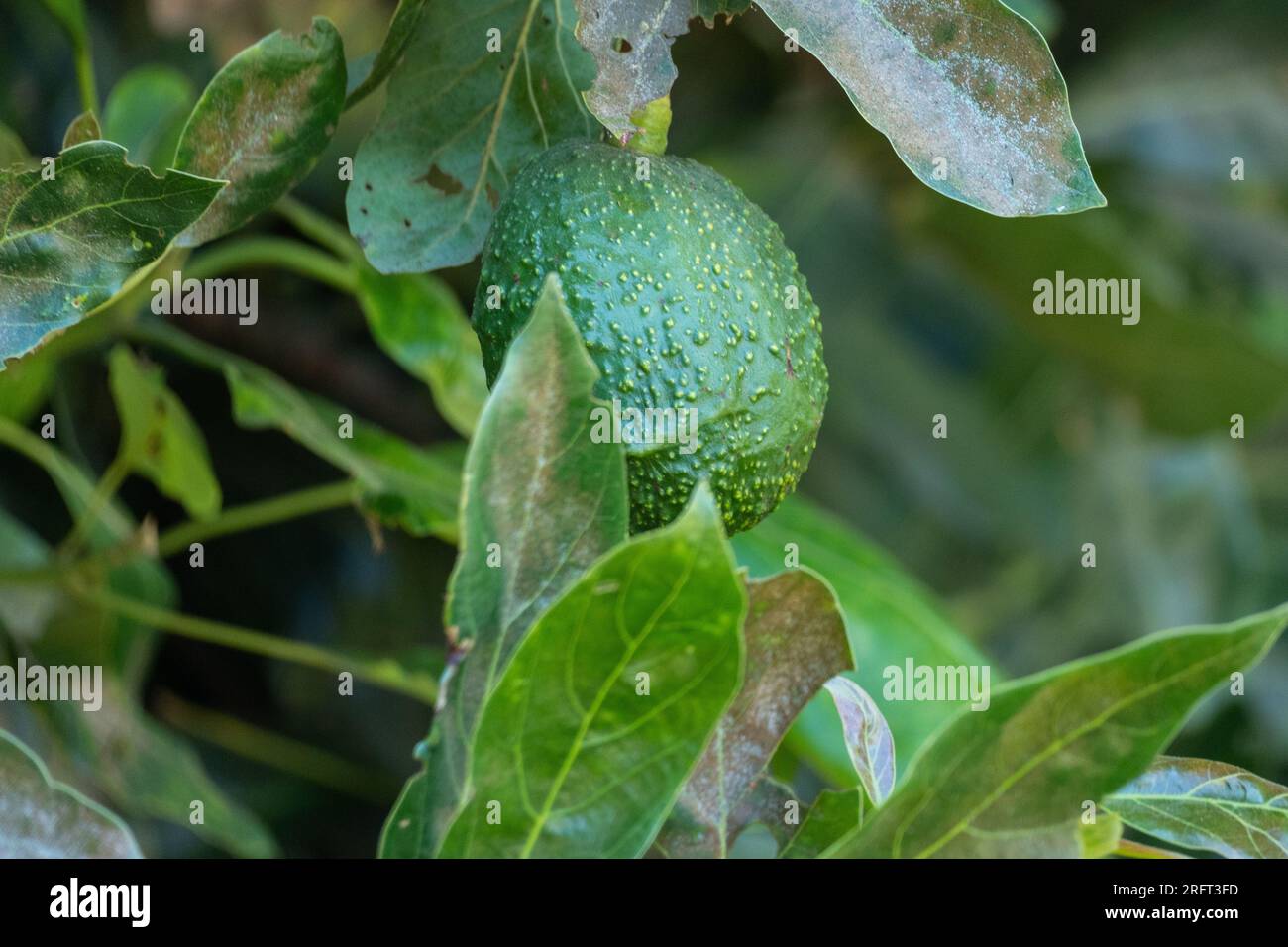 A Hass avocado growing at a commercial orchard in Tingambato, Michoacan ...