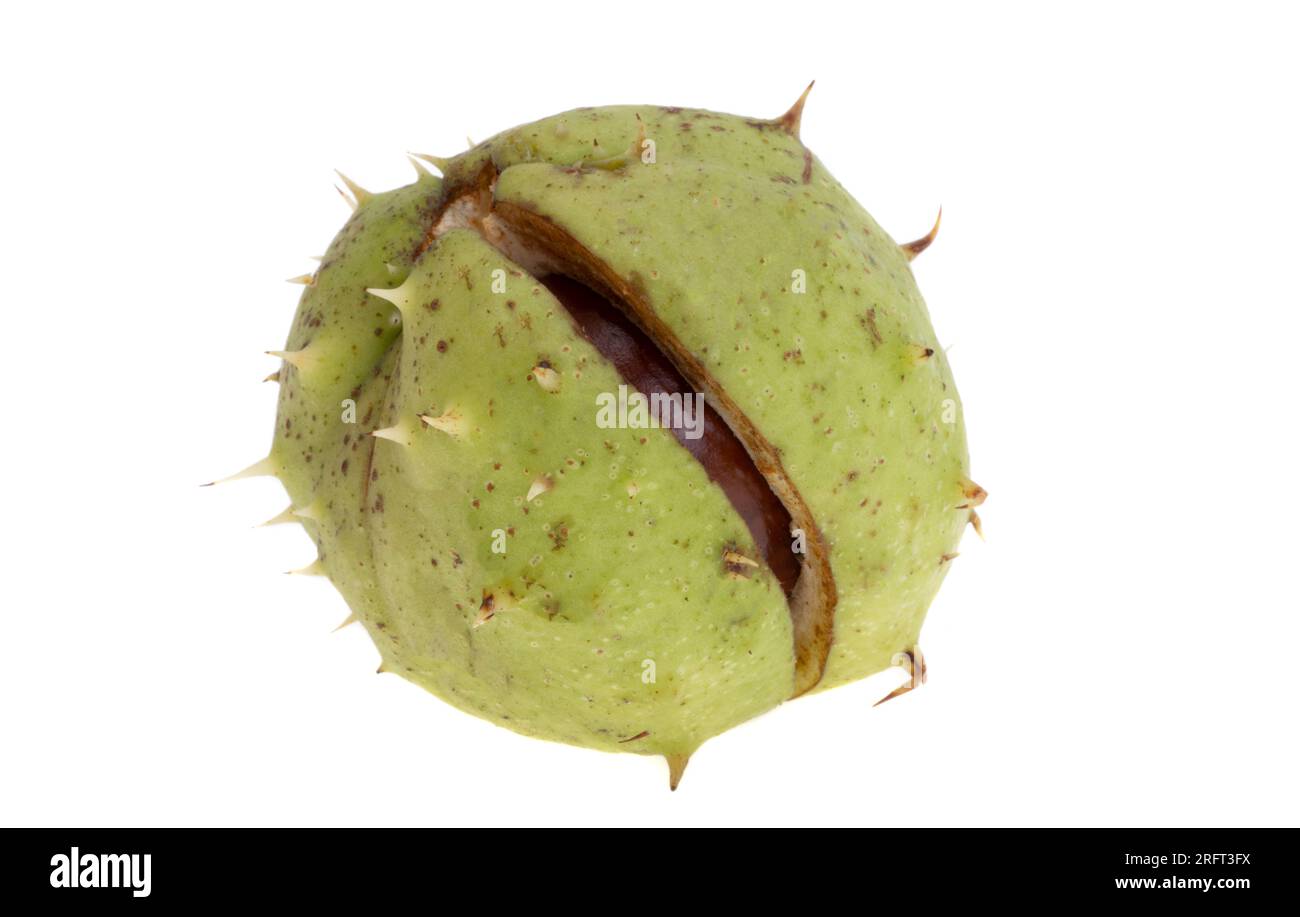 chestnut isolated on white background Stock Photo - Alamy