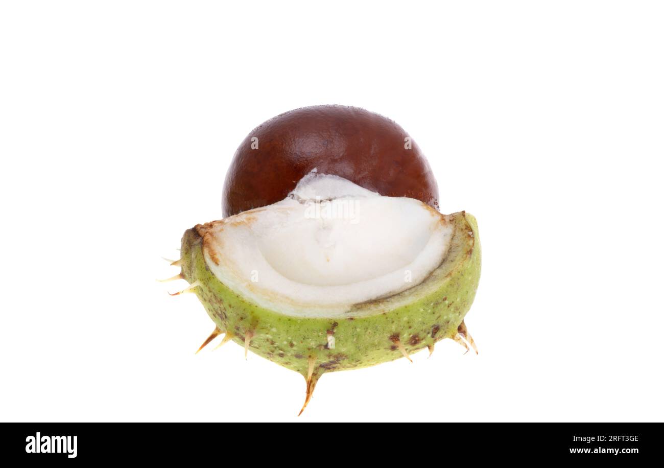 chestnut isolated on white background Stock Photo - Alamy