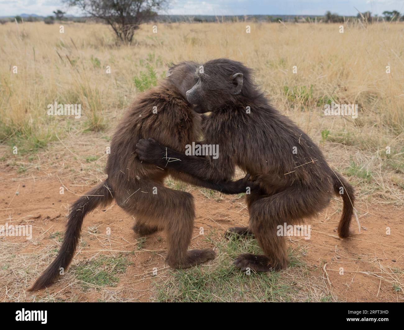 Baboon fight hi-res stock photography and images - Alamy