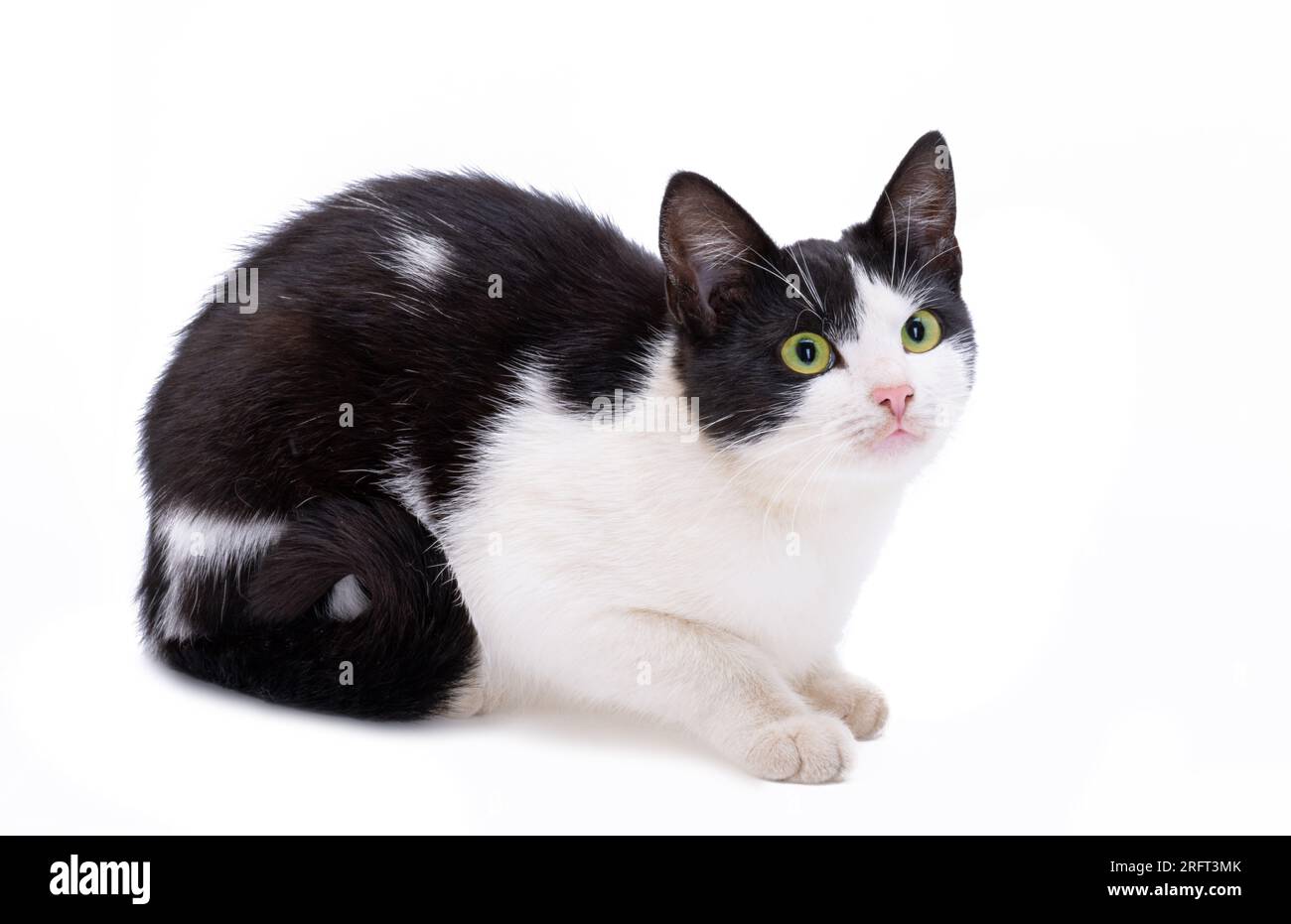 black and white cat isolated on white background Stock Photo - Alamy