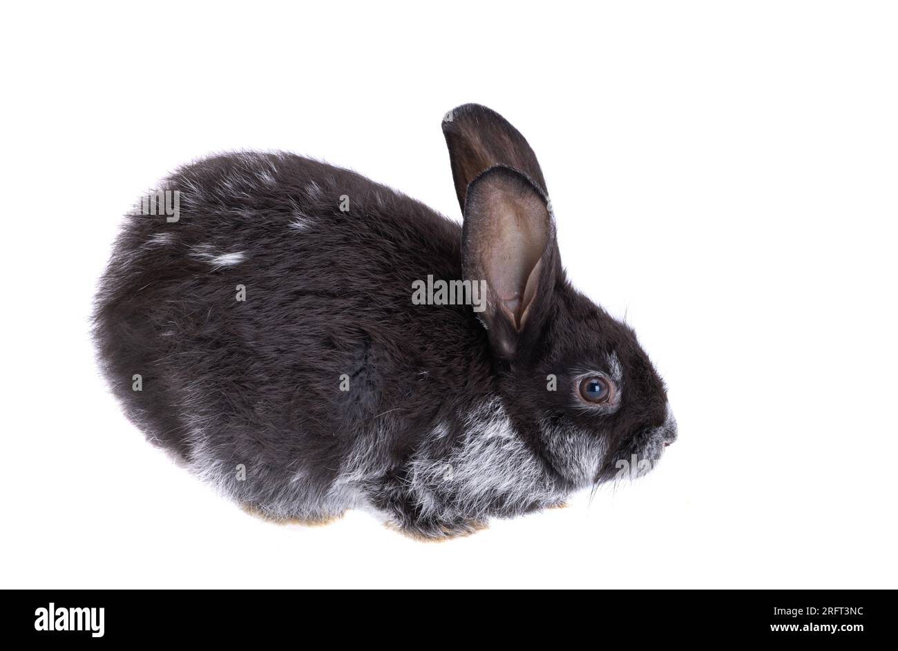 black rabbit isolated on white background Stock Photo - Alamy
