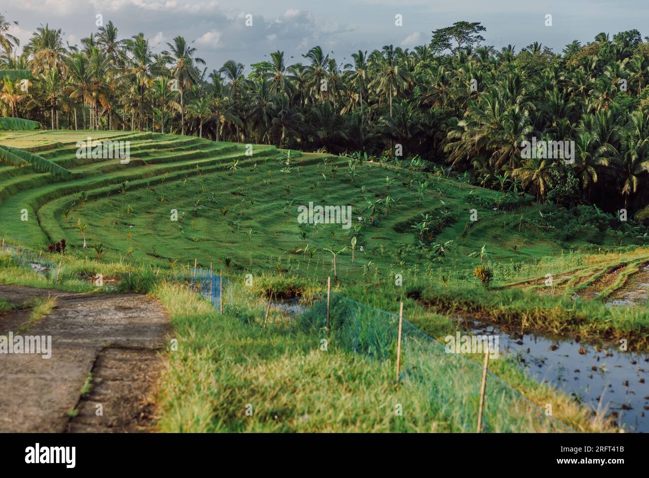 Rural landscape with terraces and palms in tropical Bali island and sun ...