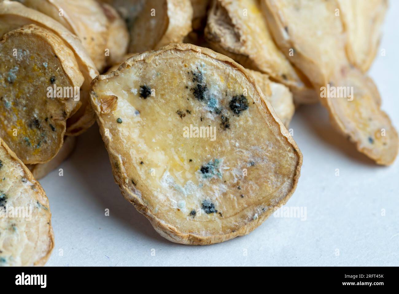 Spoiled and covered with mold sliced ginger, spices spoiled food ...