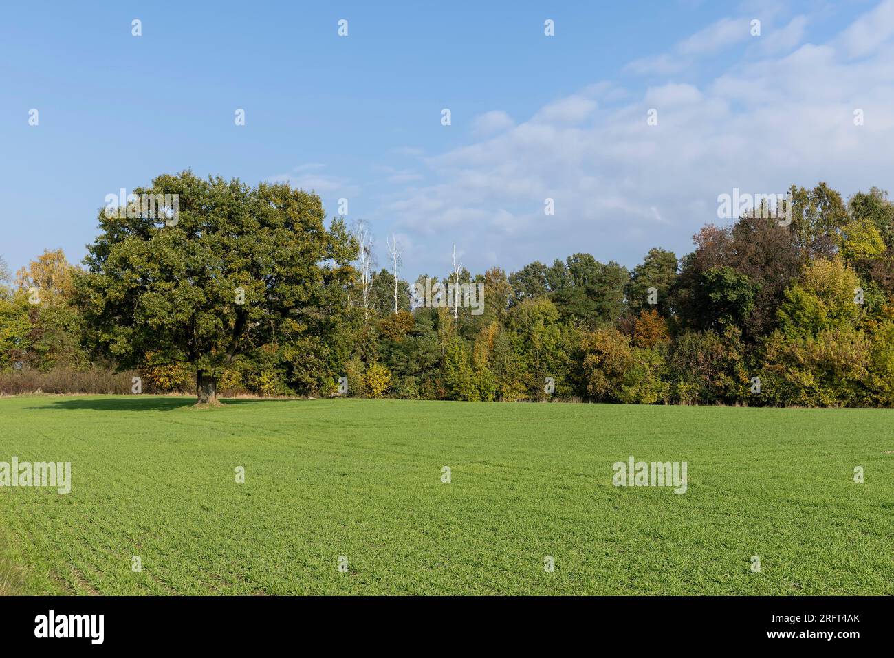 Changes in oak foliage in early autumn, changes in the color of the ...
