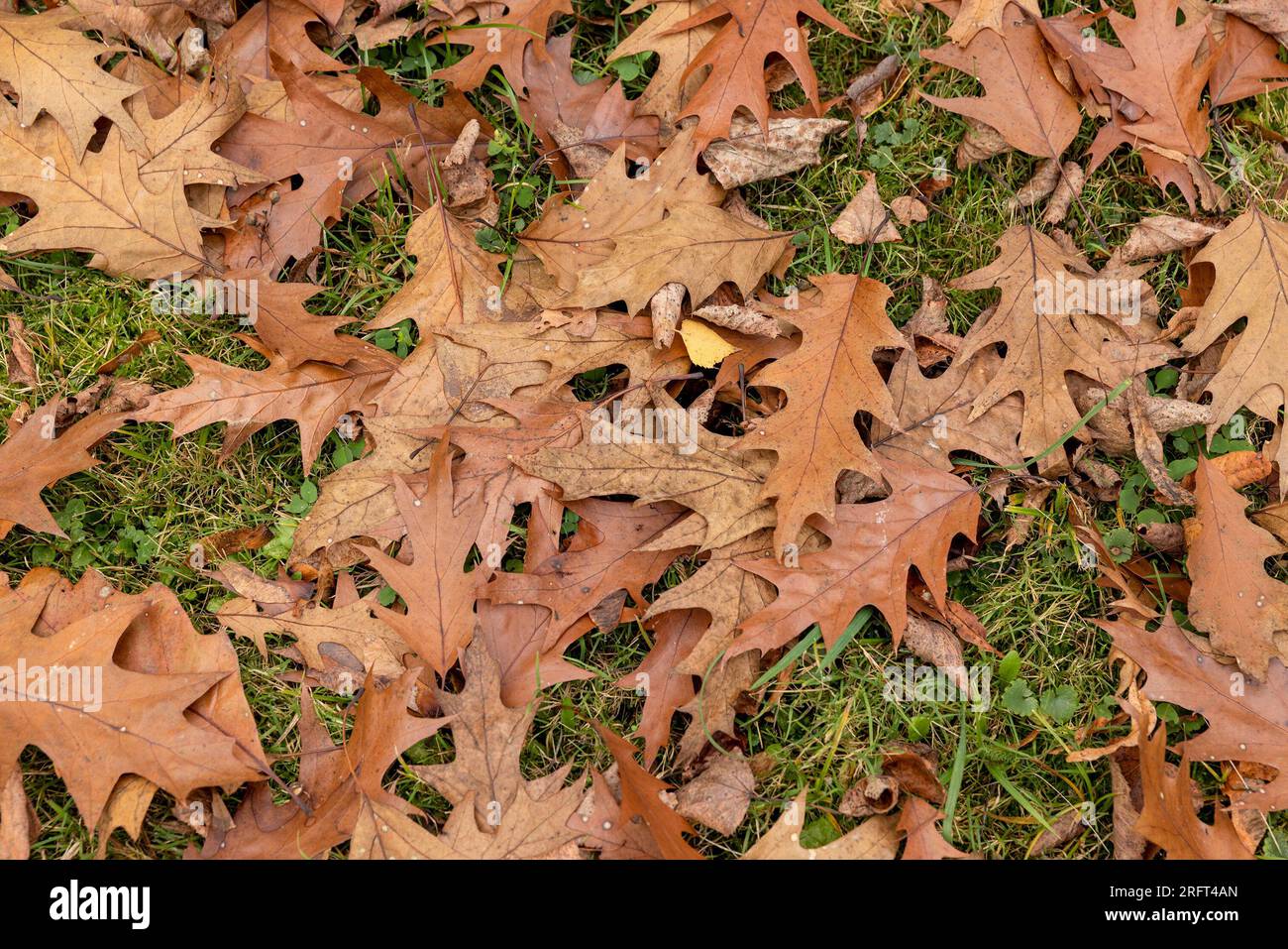 Fallen oak foliage in the autumn season, orange oak foliage lies on the ...