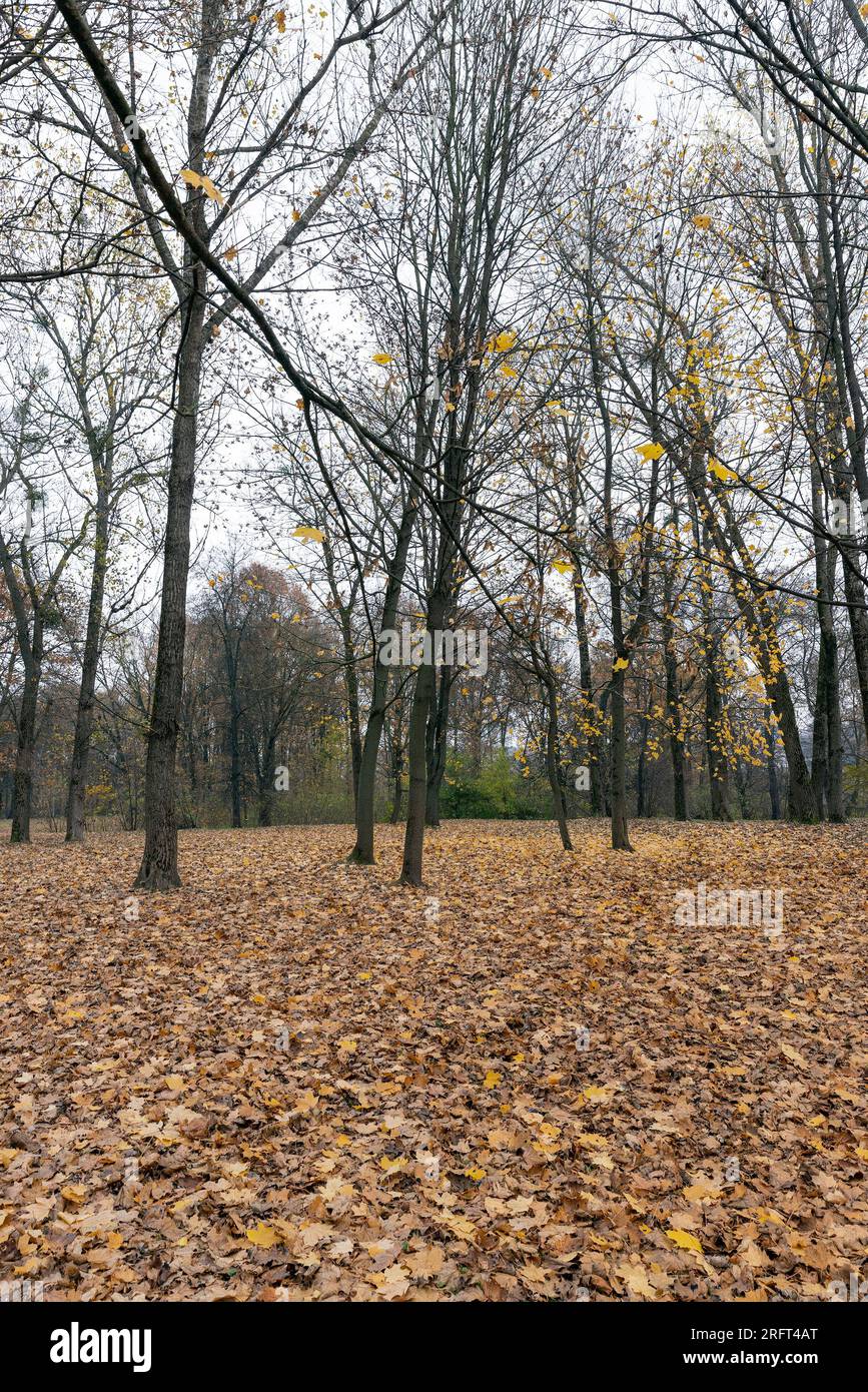 Trees with foliage falling in autumn, various deciduous trees with ...