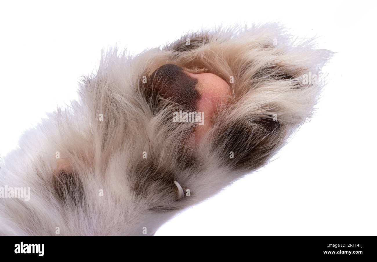 dog paw isolated on white background Stock Photo - Alamy