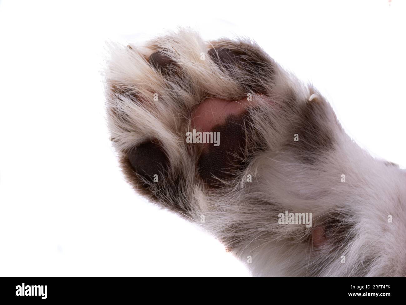 dog paw isolated on white background Stock Photo - Alamy