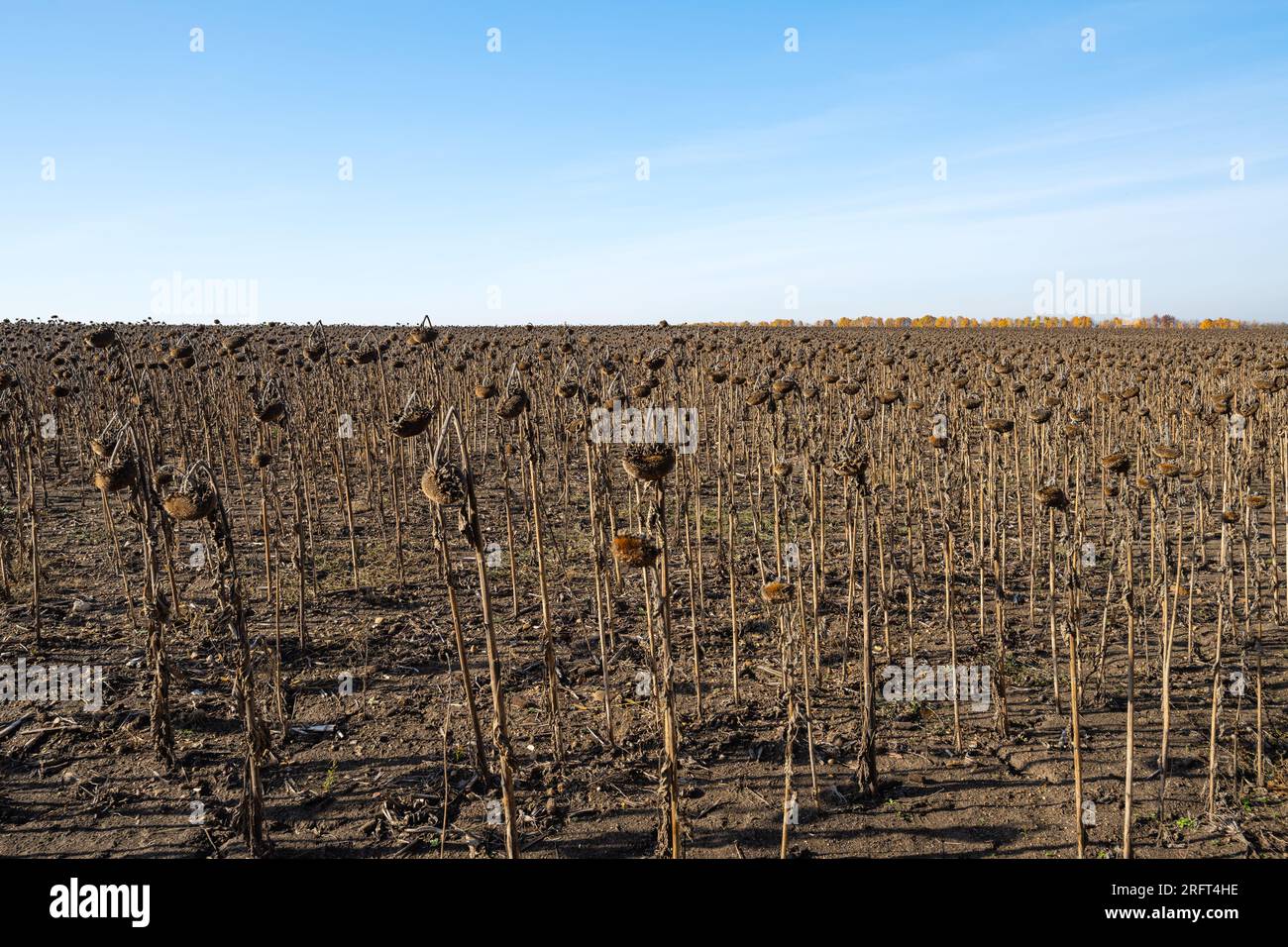 Dry sunflower field hi-res stock photography and images - Alamy