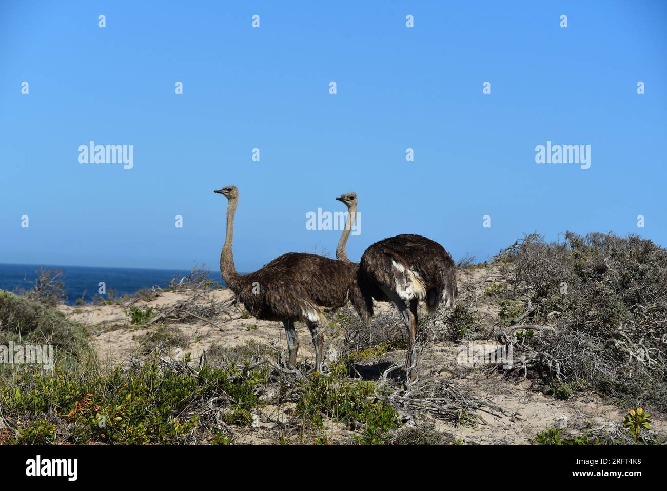 Ostrich sea hi-res stock photography and images - Alamy