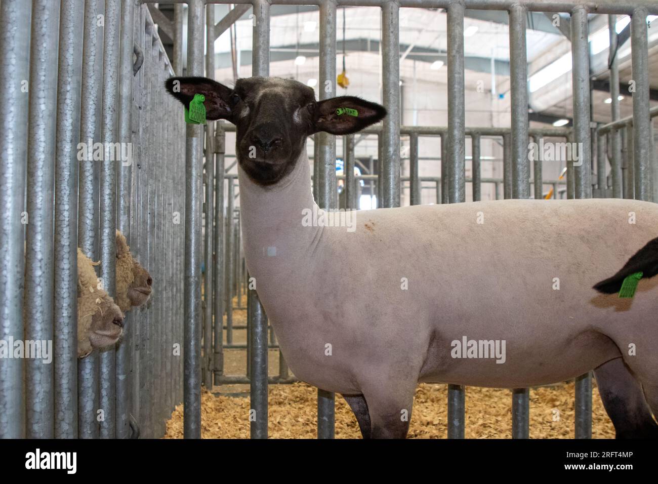 Nebraska State Fair in Grand Island Sheep in pens 2022. High quality ...