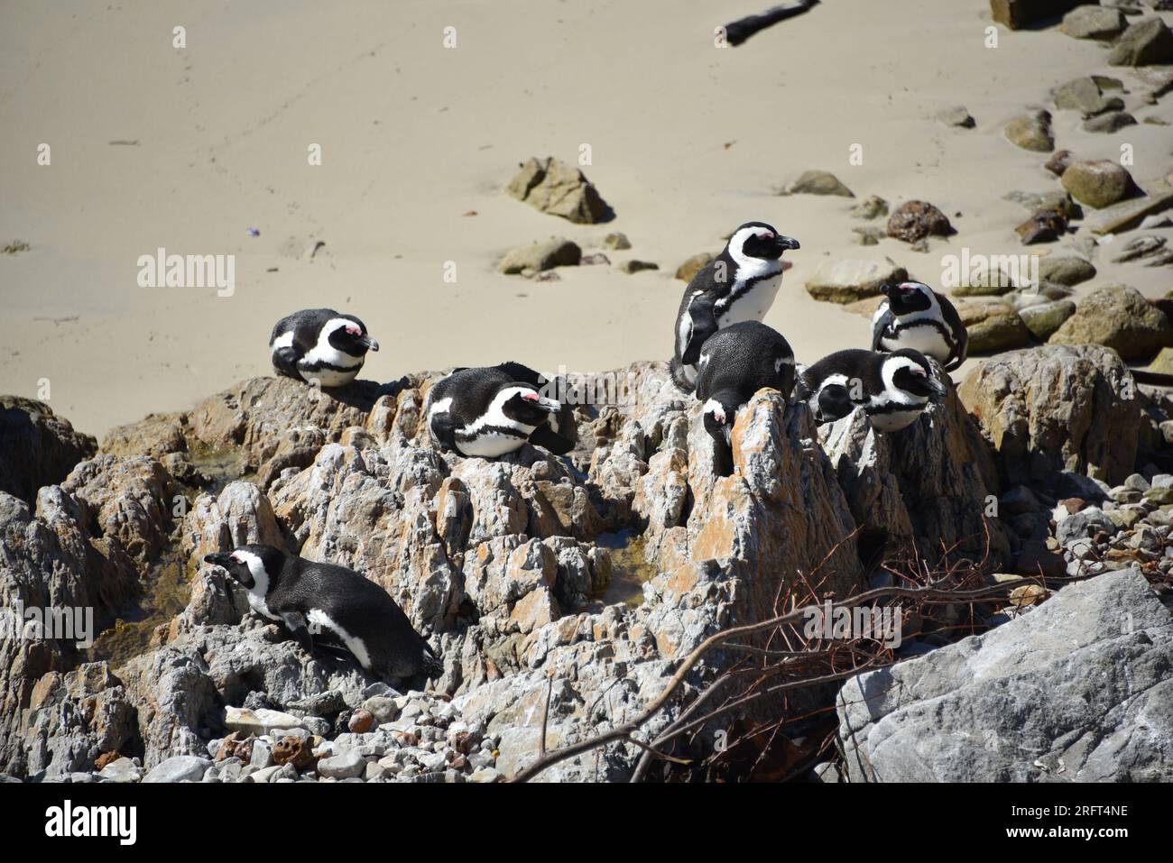 Large format close up of a small group of wild South African Penguins ...