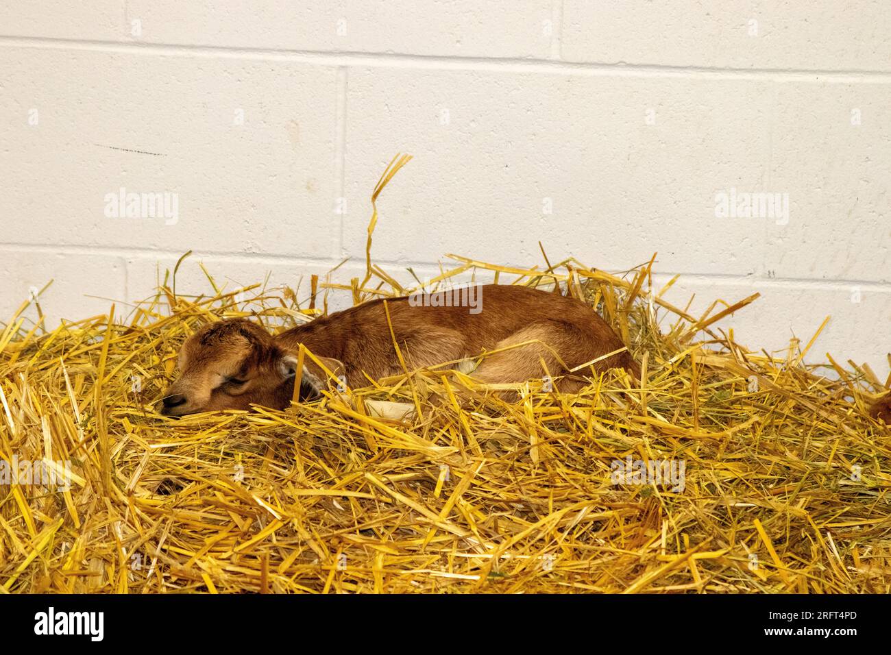 Nebraska state fair hi-res stock photography and images - Alamy