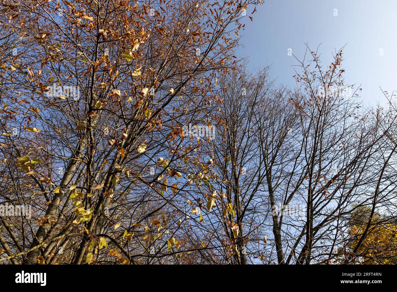 Trees with foliage falling in autumn, various deciduous trees with ...