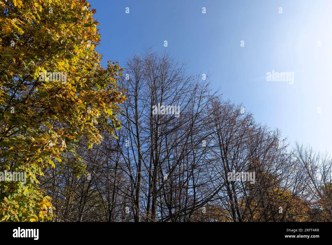 Trees with foliage falling in autumn, various deciduous trees with ...