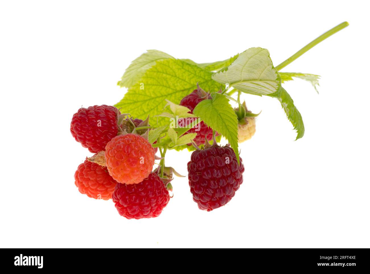 raspberries isolated on white background Stock Photo - Alamy
