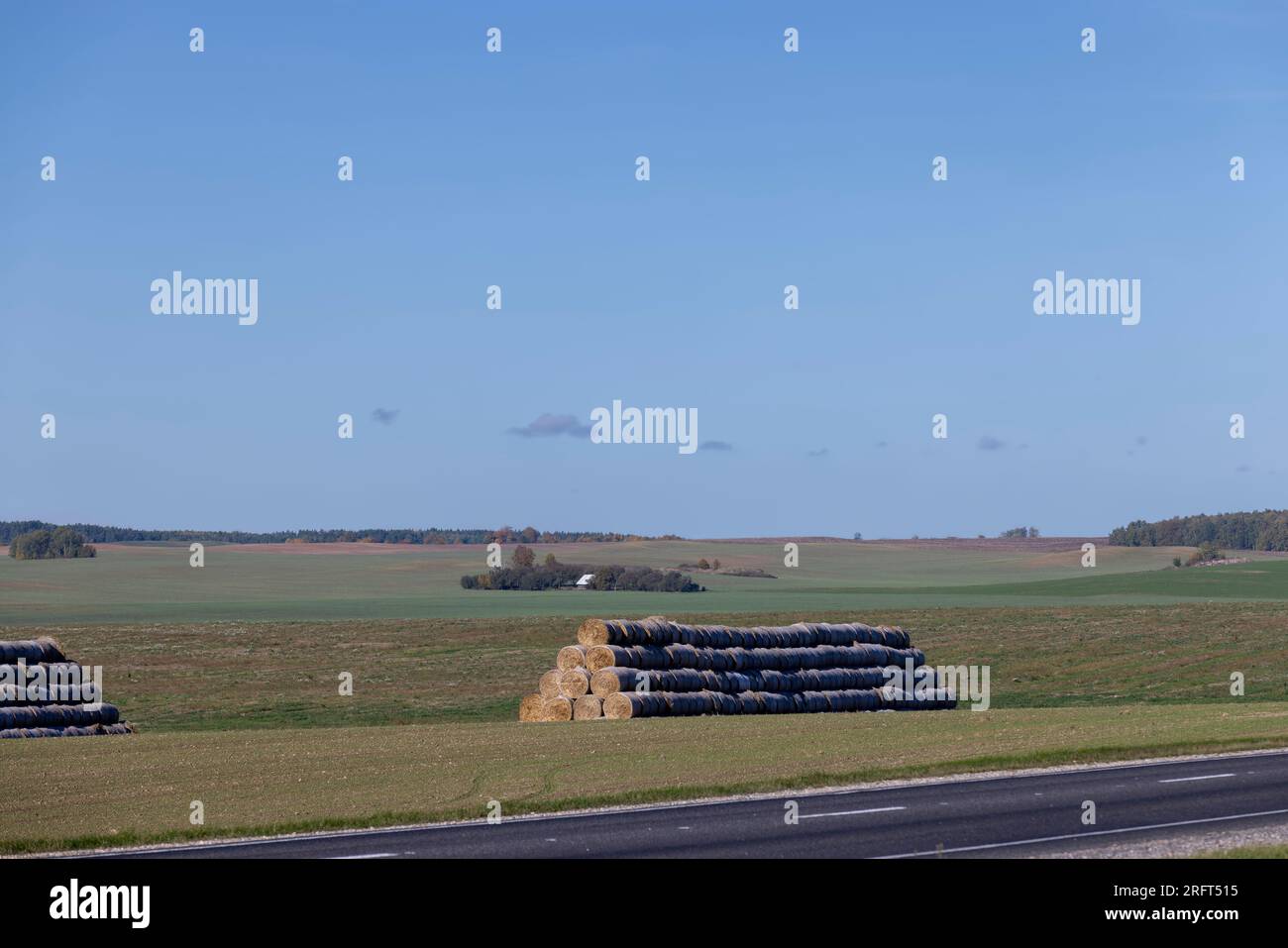An agricultural field where wheat crops are harvested and straw stacks ...