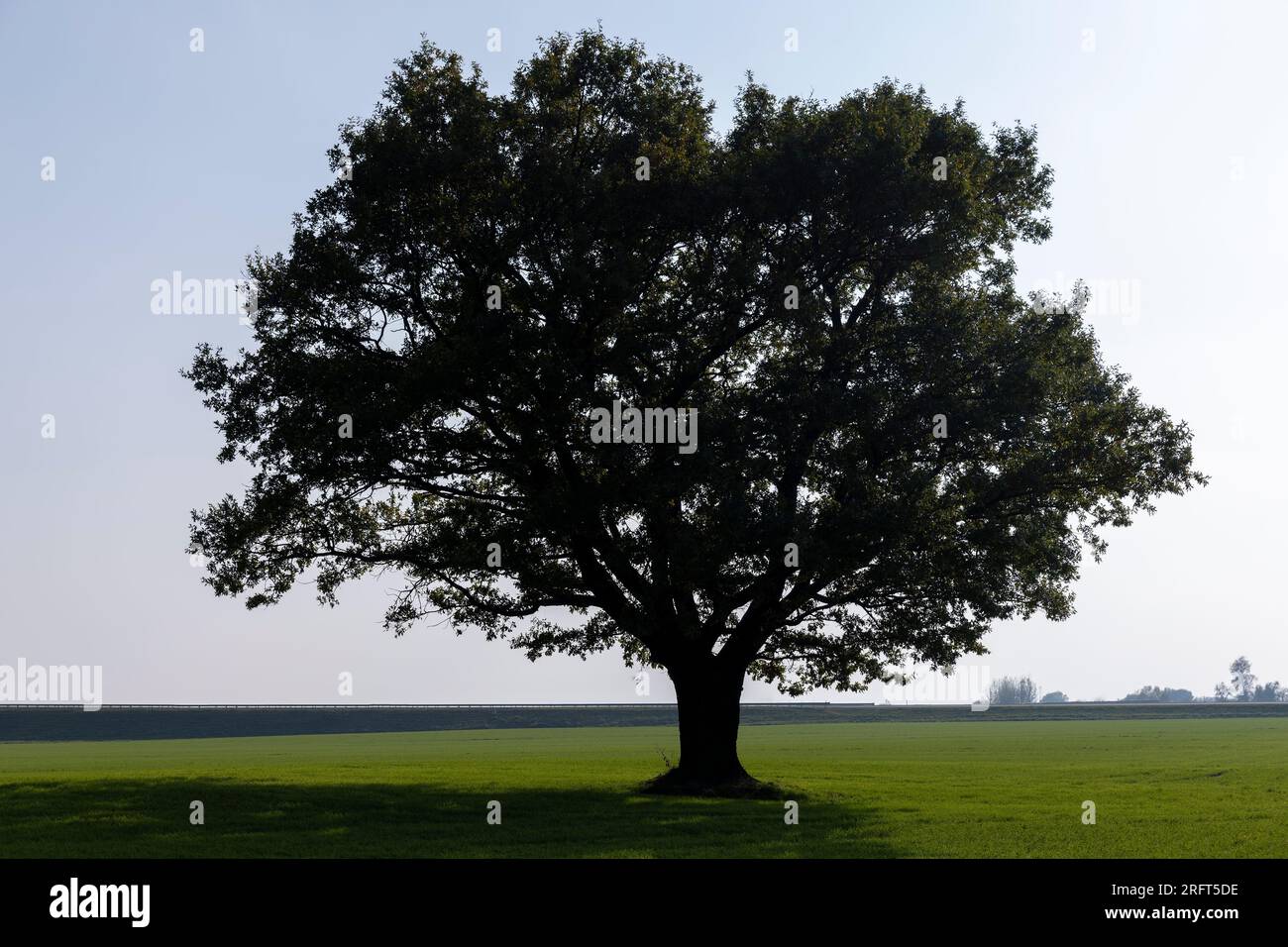 Changes in oak foliage in early autumn, changes in the color of the ...