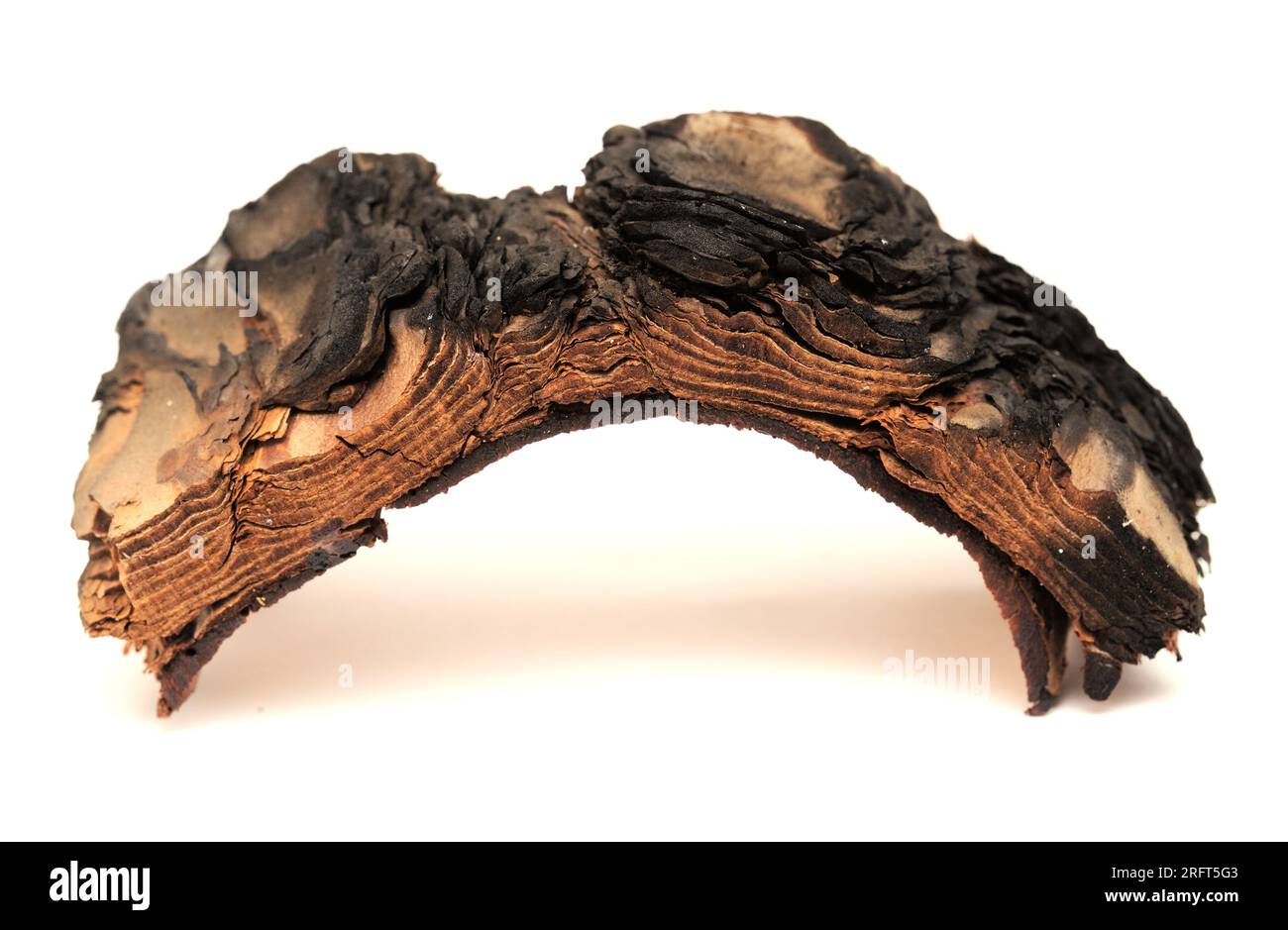 Bark of Pinus canariensis, fire-resistant Canary pine, damaged in ...