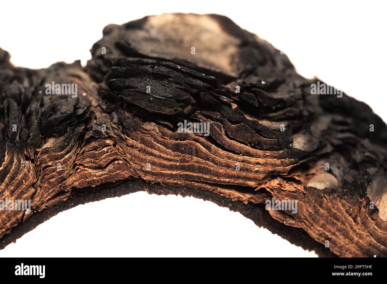 Bark of Pinus canariensis, fire-resistant Canary pine, damaged in ...