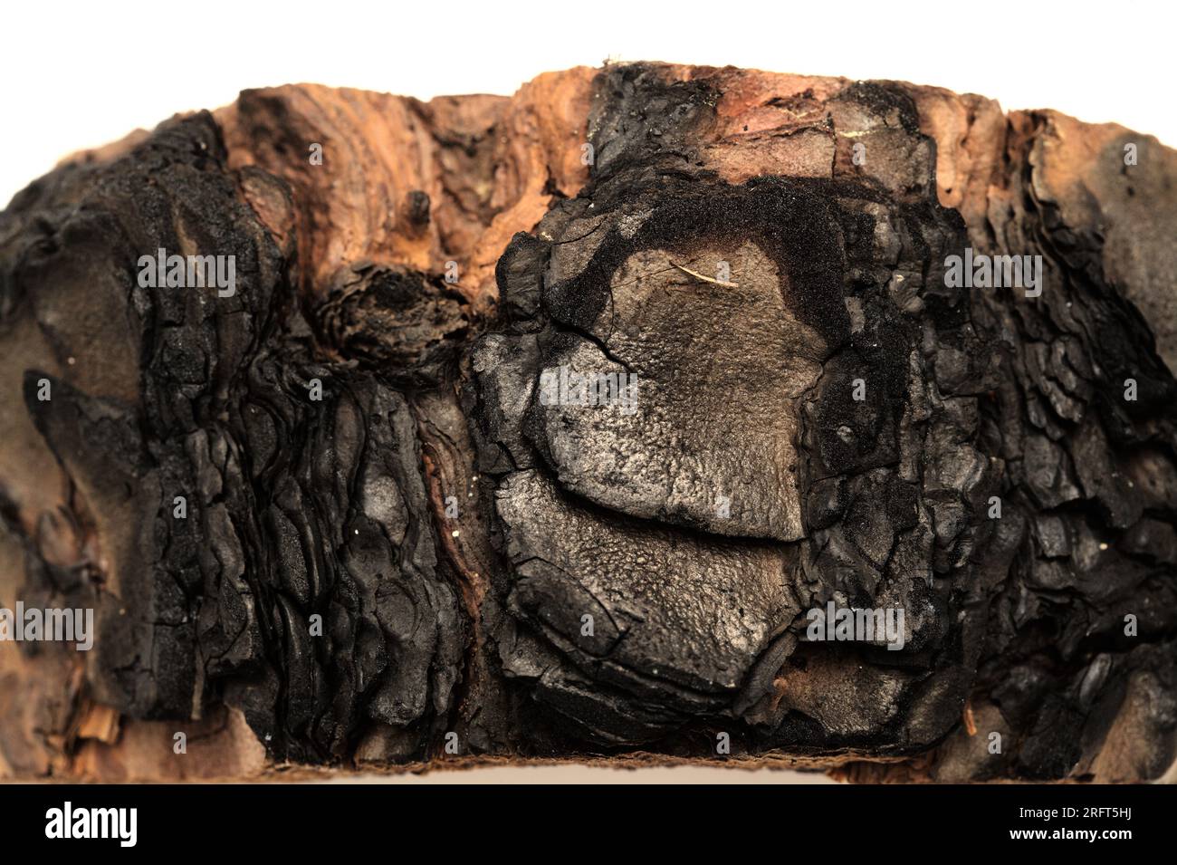 Bark of Pinus canariensis, fire-resistant Canary pine, damaged in ...