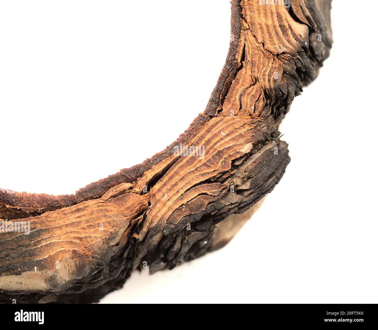 Bark of Pinus canariensis, fire-resistant Canary pine, damaged in ...