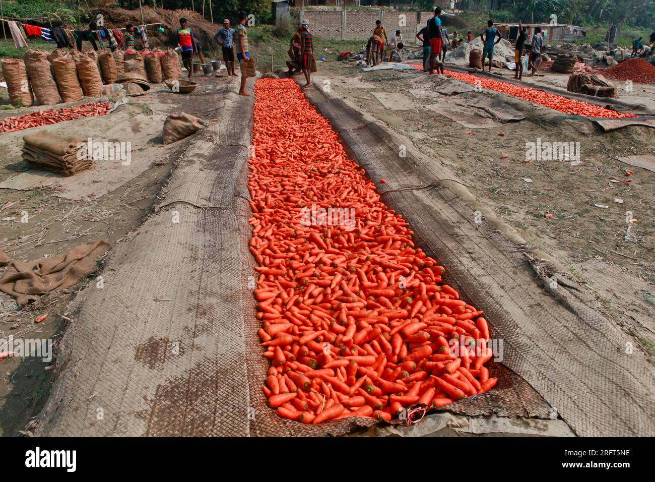 Carrots can grow in a wide range of soils and climates. Post-harvest ...