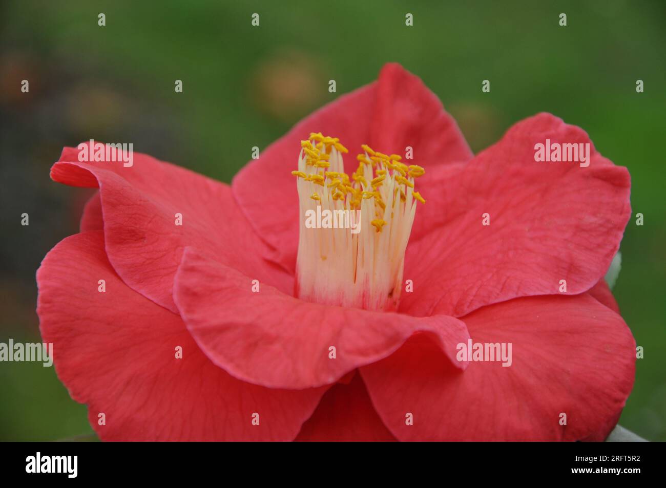 Beautiful camellia florida japonica flower in the garden, closeup ...
