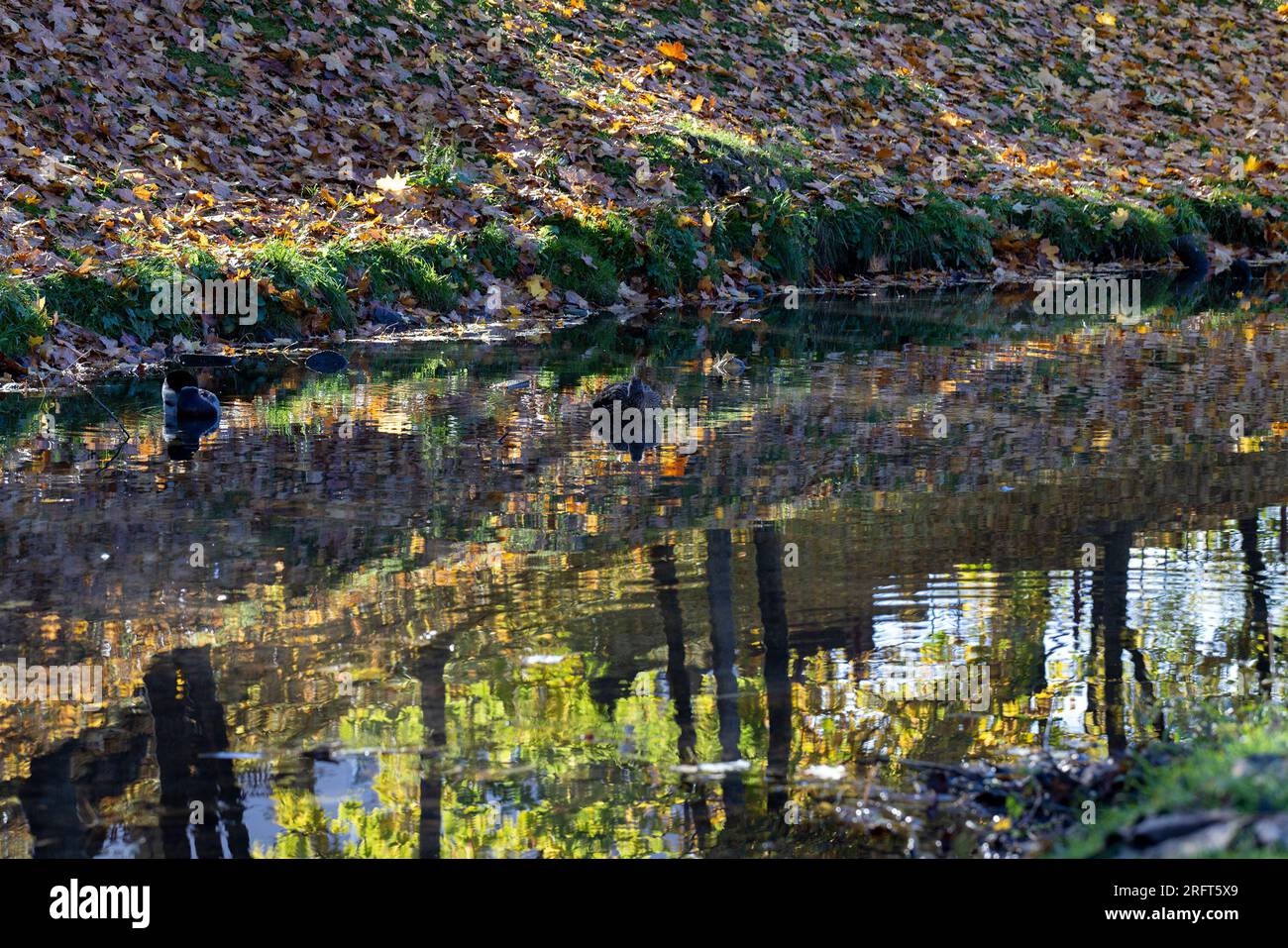 Reflection of trees and plants in the will of the lake, fallen leaves ...