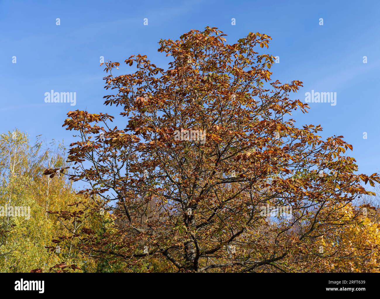 Orange chestnut foliage in the autumn season, falling foliage of ...