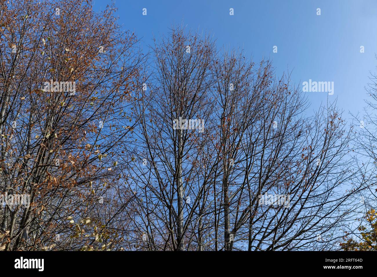 Trees with foliage falling in autumn, various deciduous trees with ...