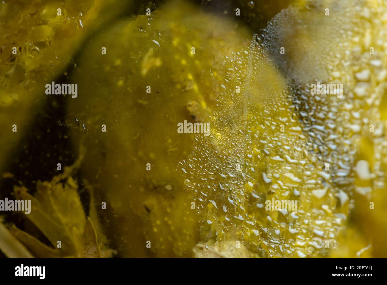 Pickled cucumbers in a glass jar with condensation drops, salted sour ...