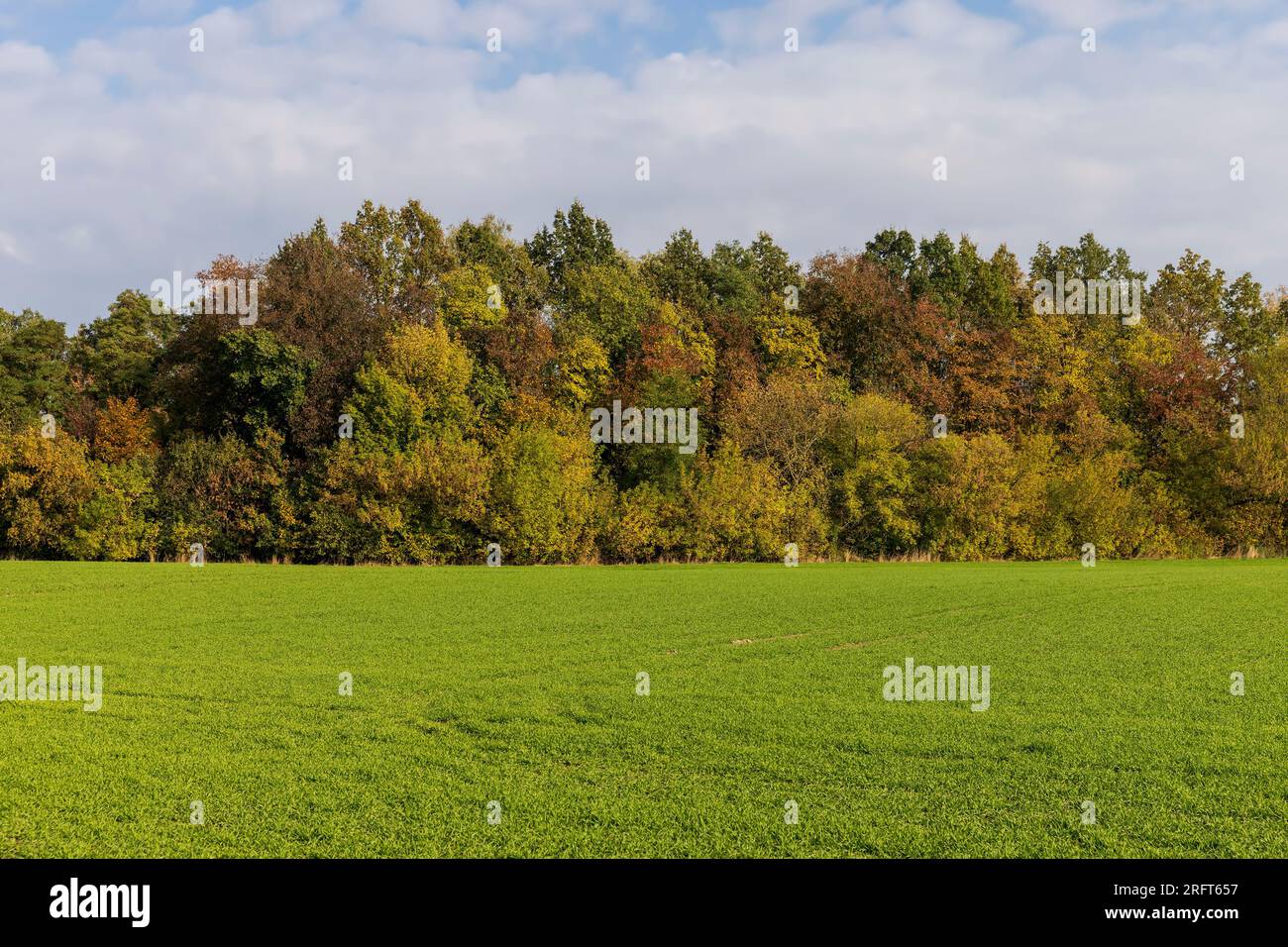 Trees with foliage falling in autumn, various deciduous trees with ...