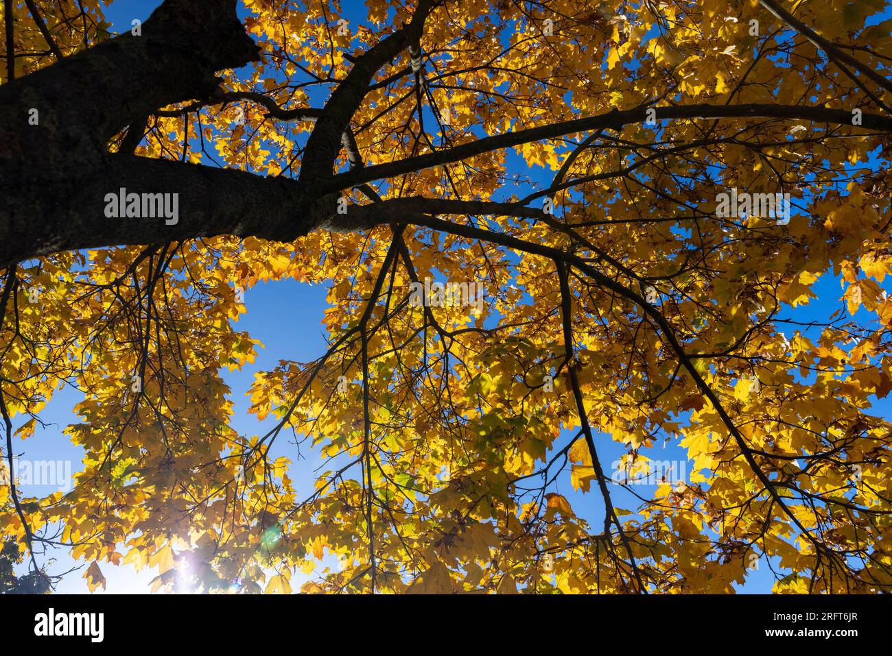 Beautiful trees in the autumn season with colorful foliage, trees ...
