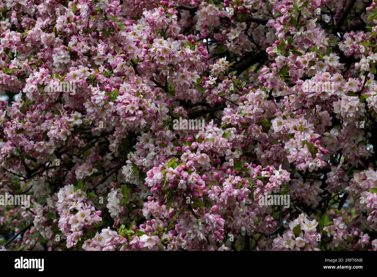 Photo with blooming with patterned in red and white colors of apple ...