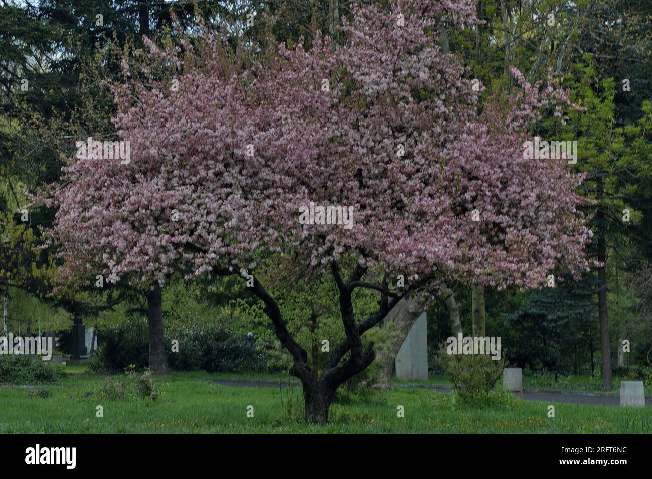Photo with blooming with patterned in red and white colors of apple ...