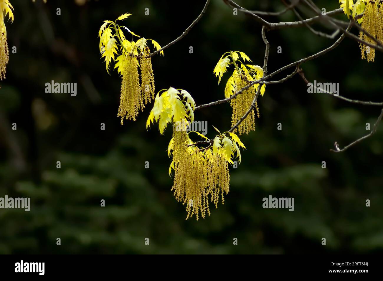 Close-up of flowering red oak branches with catkins and young leaves in ...