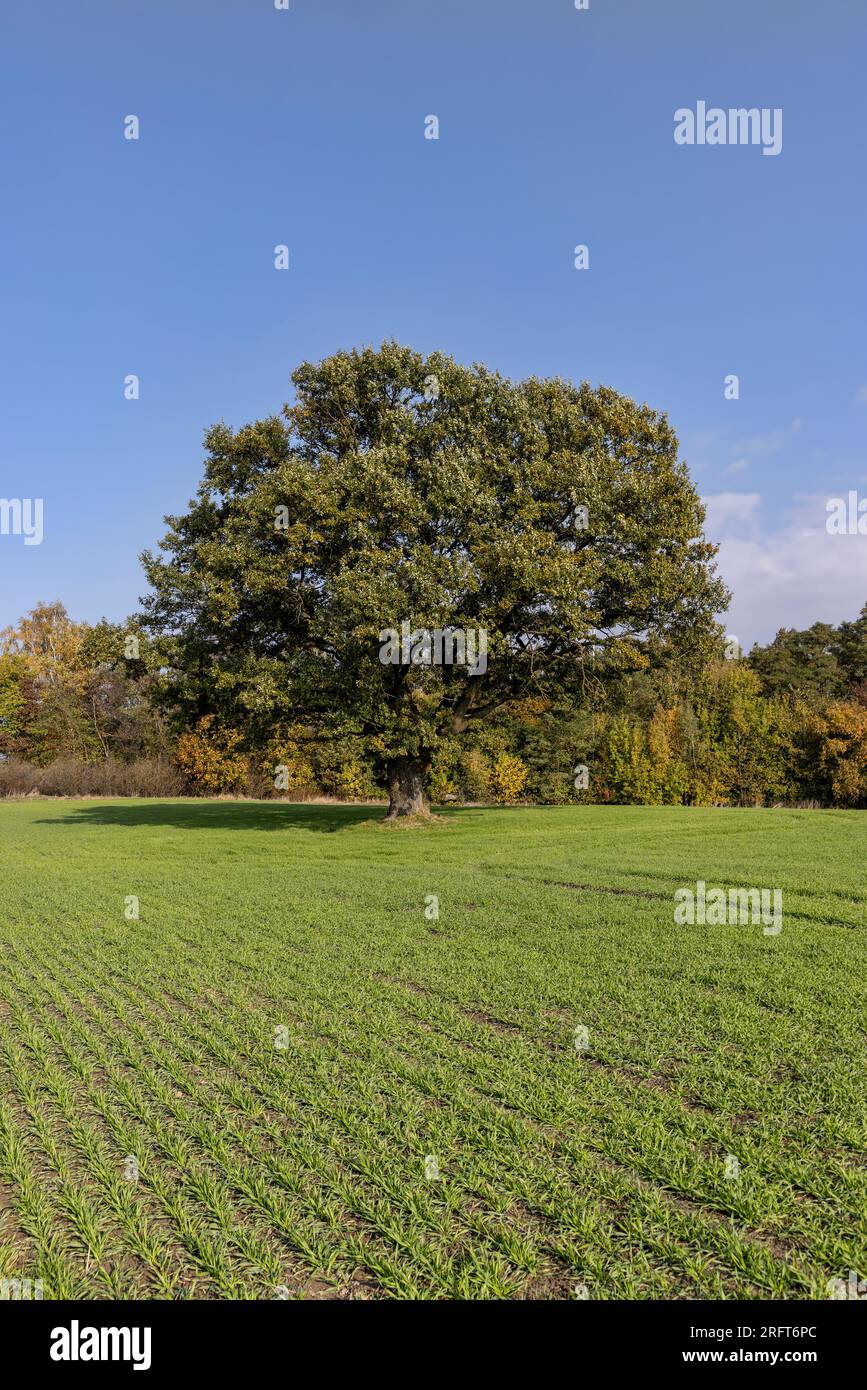 Changes in oak foliage in early autumn, changes in the color of the ...