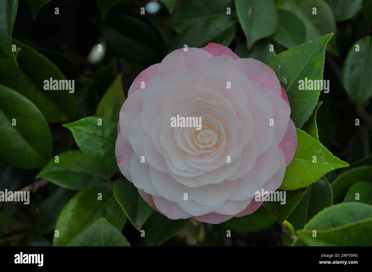 Rose debutante hi-res stock photography and images - Alamy